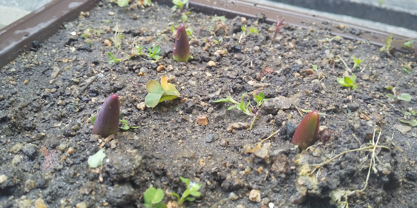 チューリップ | noriko.style