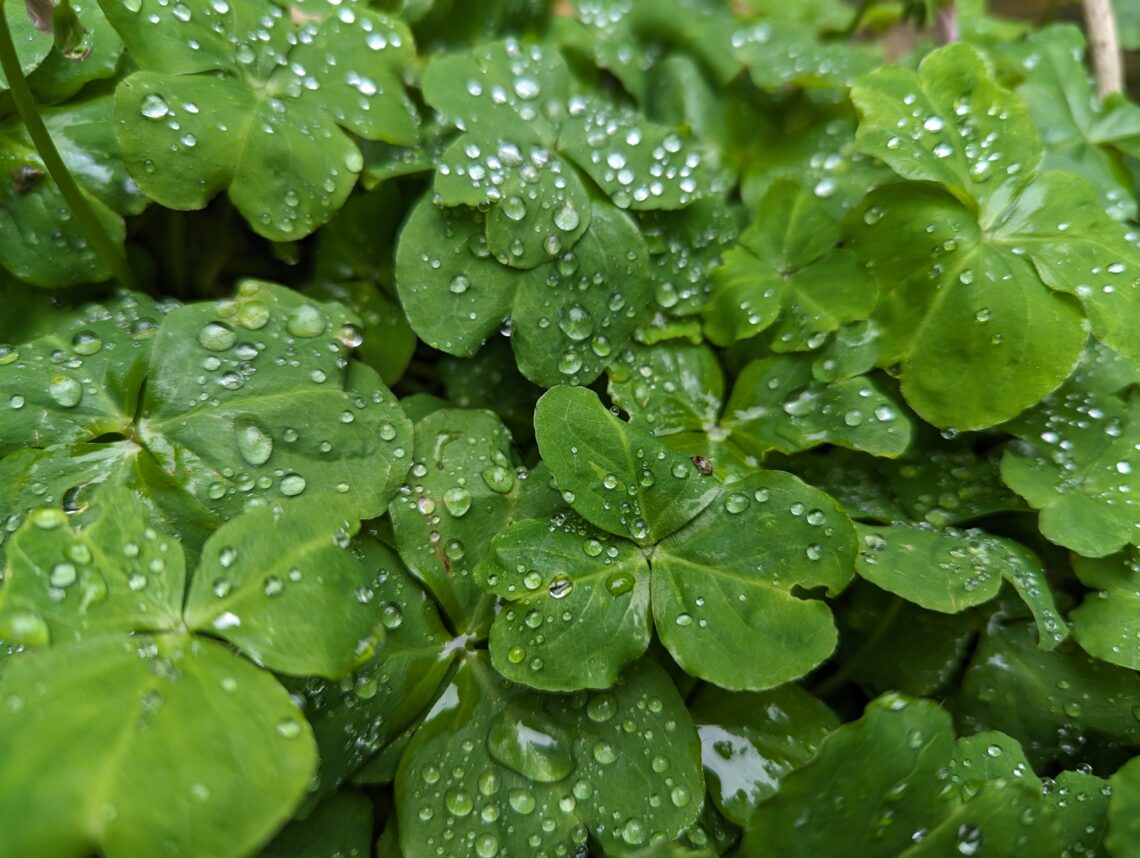 雨粒 | noriko.style